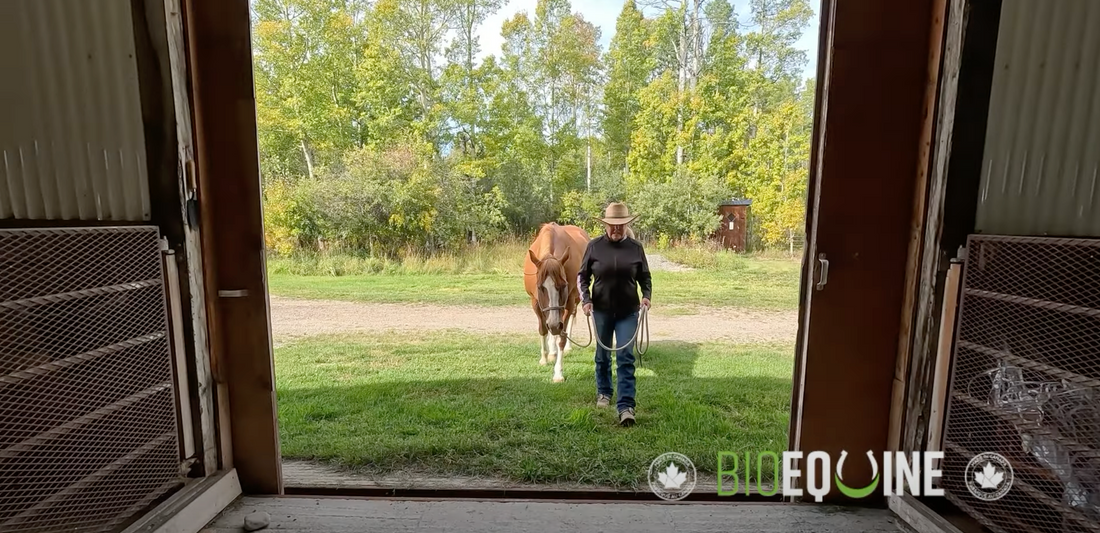 BioEquine – bio_Equine